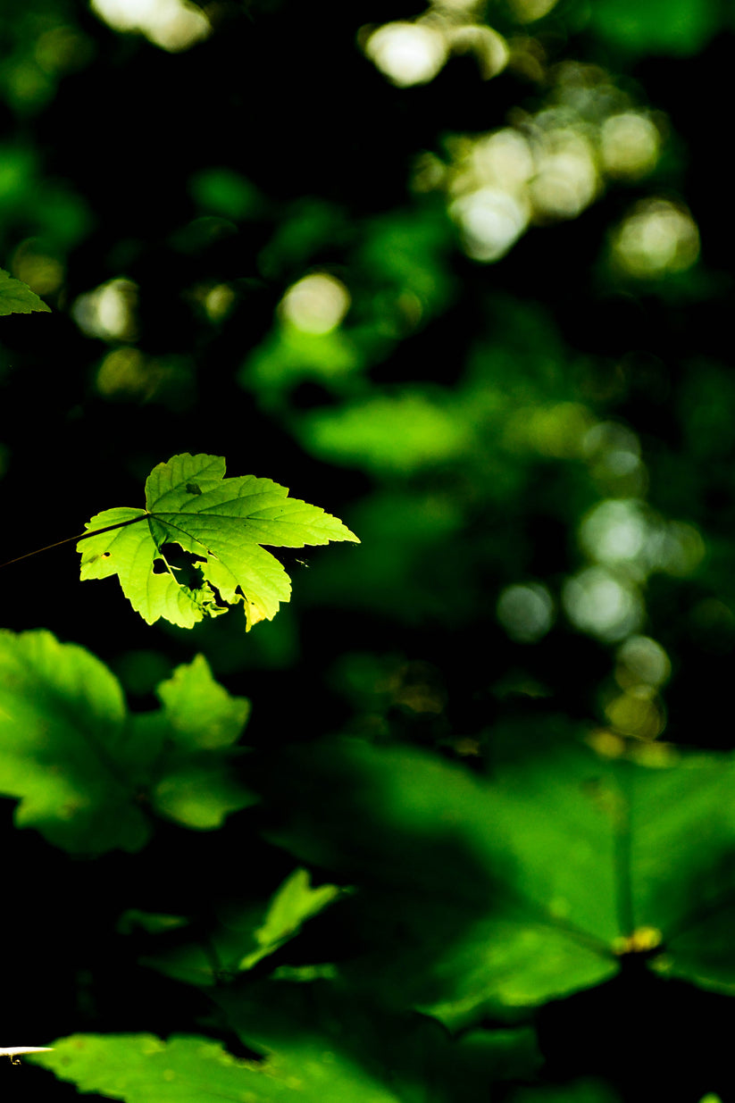 Nature green FREE prints – My Store